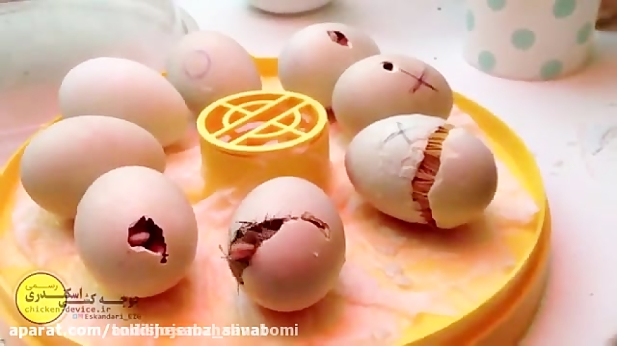 ویدیو لحظه زیبا از بیرون آمدن جوجه اردک از تخم