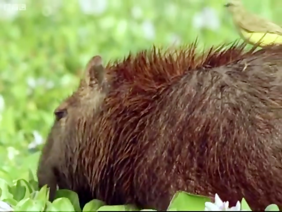 دنیای شگفت انگیز حیوانات - آناکوندا علیه کایمان - Caiman vs Capybara vs ...