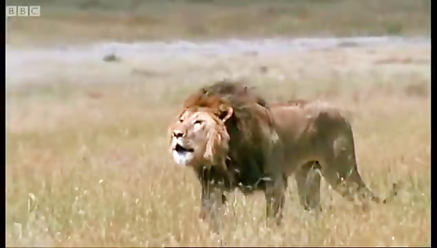 دنیای حیوانات - زندگی شیرها - Lioness Strike Parenting Lions