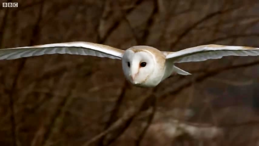 دنیای حیوانات - اسلوموشن بسیار زیبا پرواز جغد سفید - Slow-Mo Barn Owl in Flight