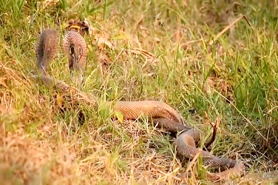 Indian Cobra Mating