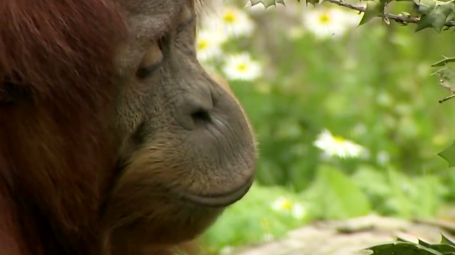 Rhinos Knock Horns In The Chester Zoo | Zoo Days | Real Wild