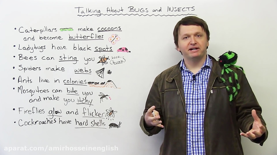 English Vocabulary Talking about BUGS and INSECTS