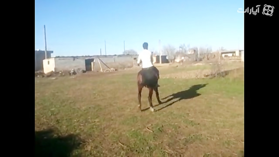 اسب عرب کهر حنا فروشی