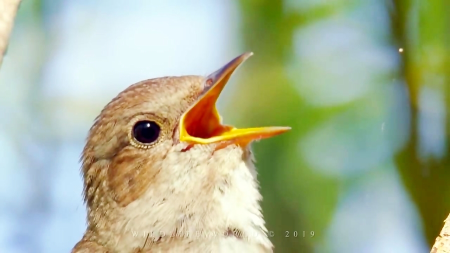 Attenborough: the amazing Lyre Bird sings like a chainsaw! Now in high ...