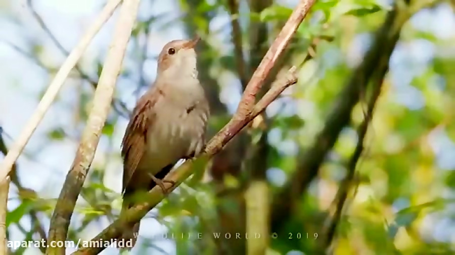 چه چه زیبای بلبل هزاردستان!