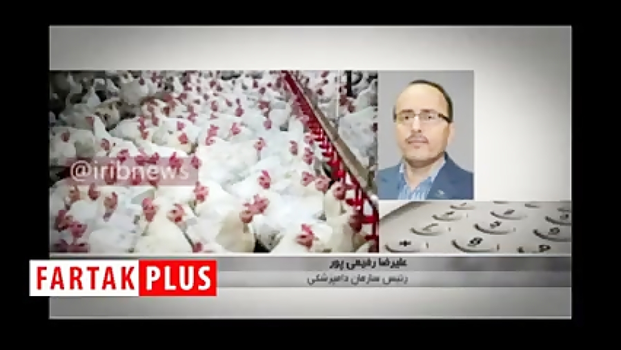 در غذای مرغ ها در مرغداری تریاک می ریزند؟