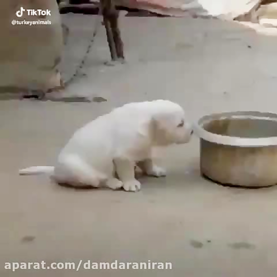 سگ با مزه