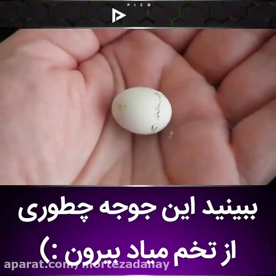 بیرون اومدن جوجه از تخم