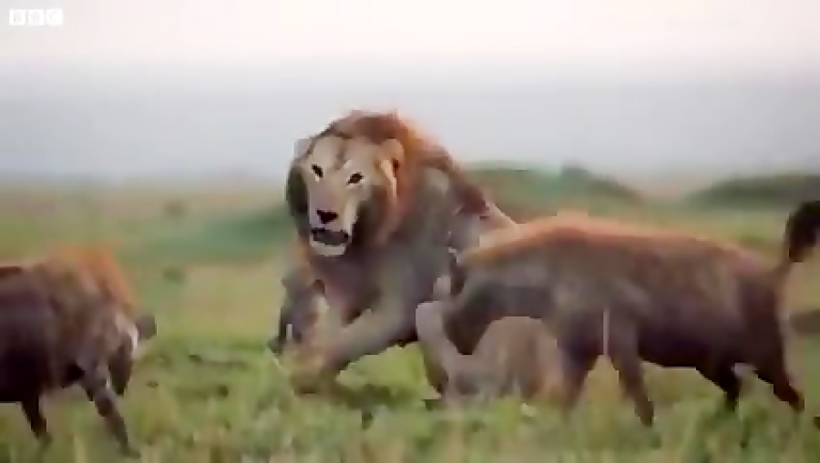 فیلم دیدنی از گرفتار شدن شیر نر در گله کفتارها