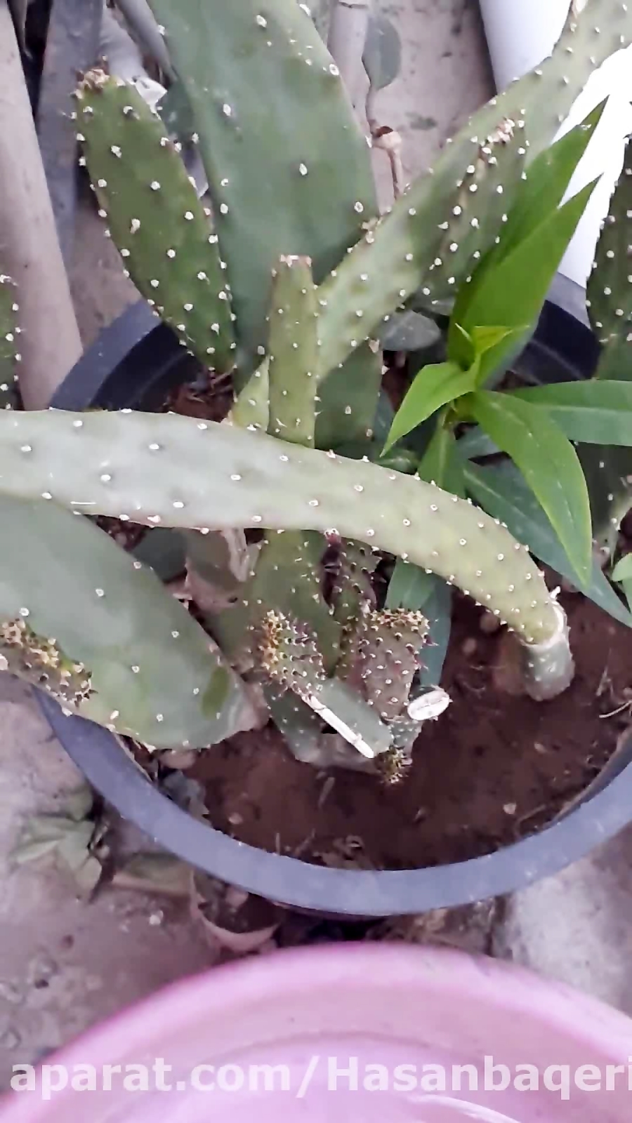 باغ