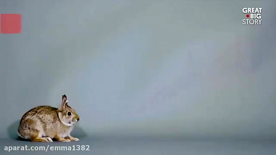 در خطر انقراض خرگوش دم پنبه ای