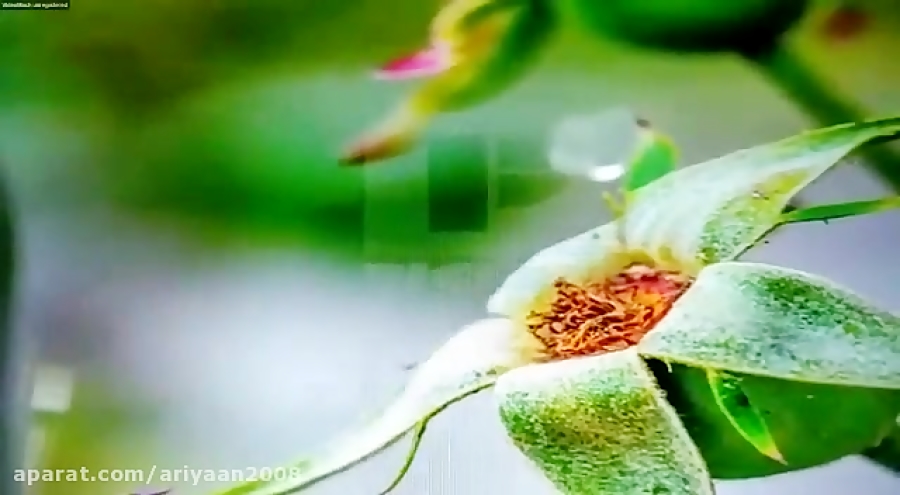 تولید مثل جنسی در گیاهان