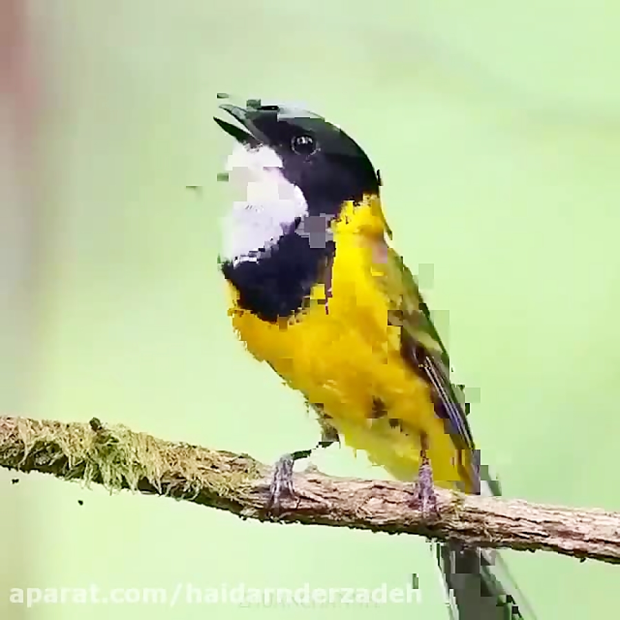 ۱۹ ثانیه آرامش با صدای پرندگان