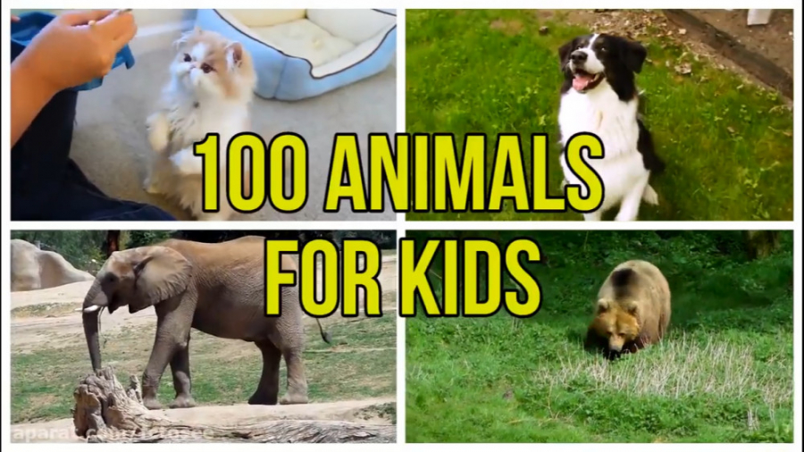 Learn 0 to 9 Numbers with Animals Learn Numbers for Kids Learn to Count