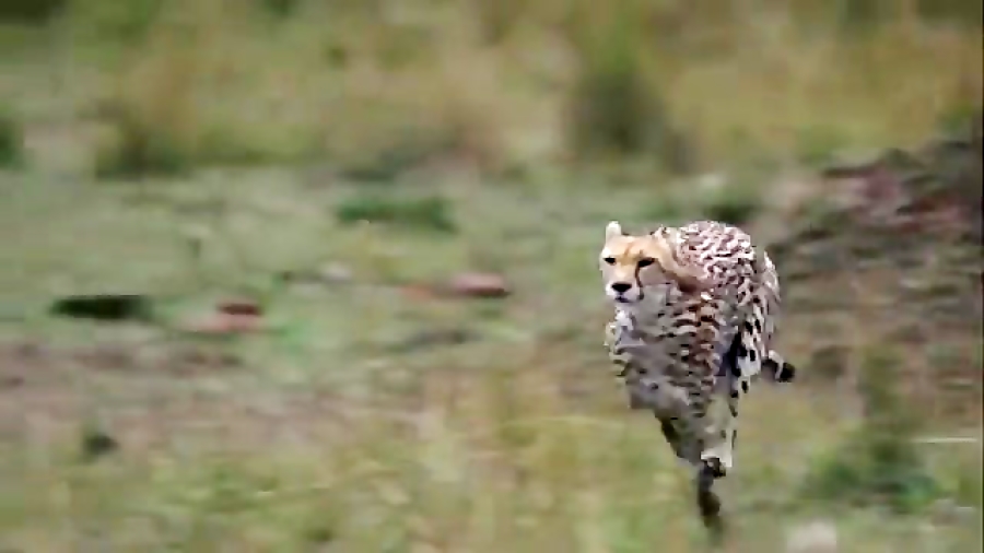 Cheetah - Fastest Runing Animal - 1080 HD