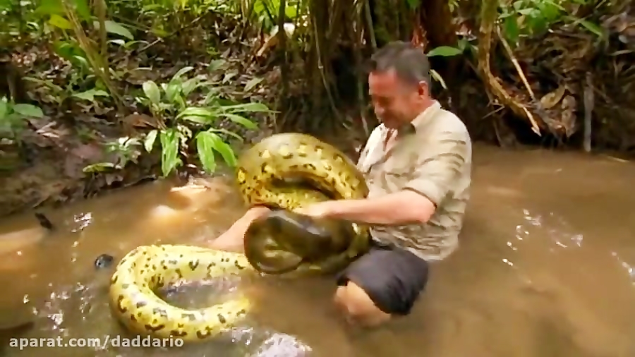 مستند حیات وحش | شکار مار آناکوندای غول پیکر