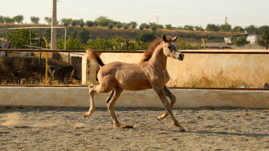 اسب عرب مصری کره نریان arabian horse