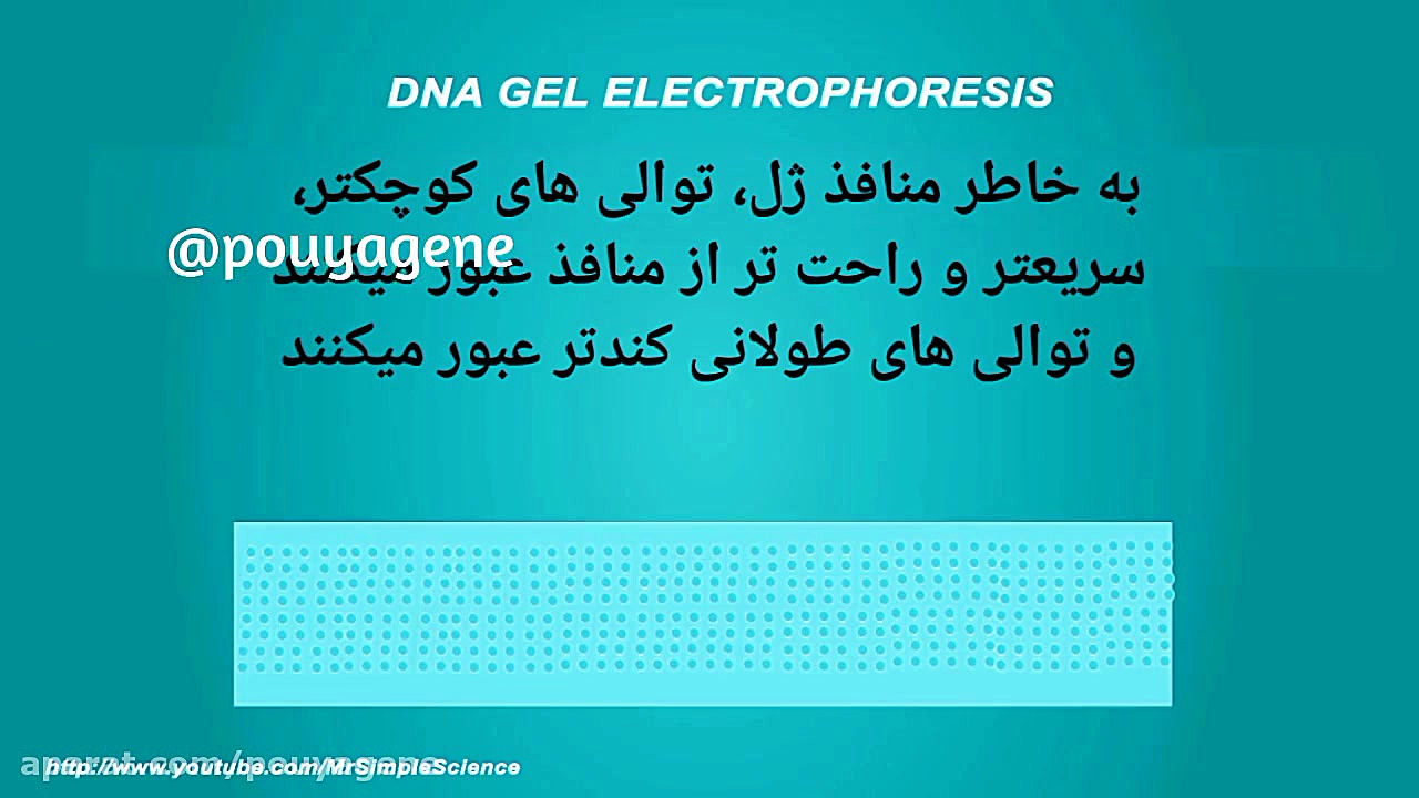 وبینار آموزشی کار با نرم افزار Linreg PCR(تعیین CT بانرم افزار)