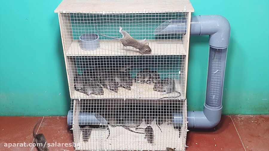 آموزش ساخت جدیدترین تله موش های آخر سال 2020 ق 1 هدیه کانال عیدالزهرا HD