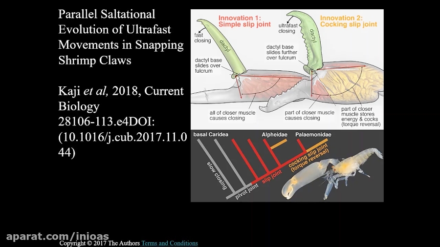 The curious case of barnacles: more surprises about barnacle mating biology