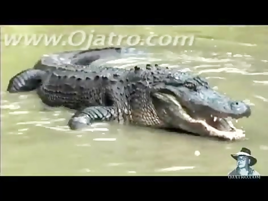 Python vs Alligator