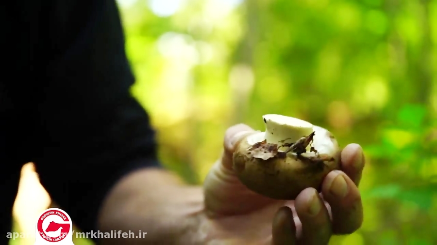 آشپزی در جنگل