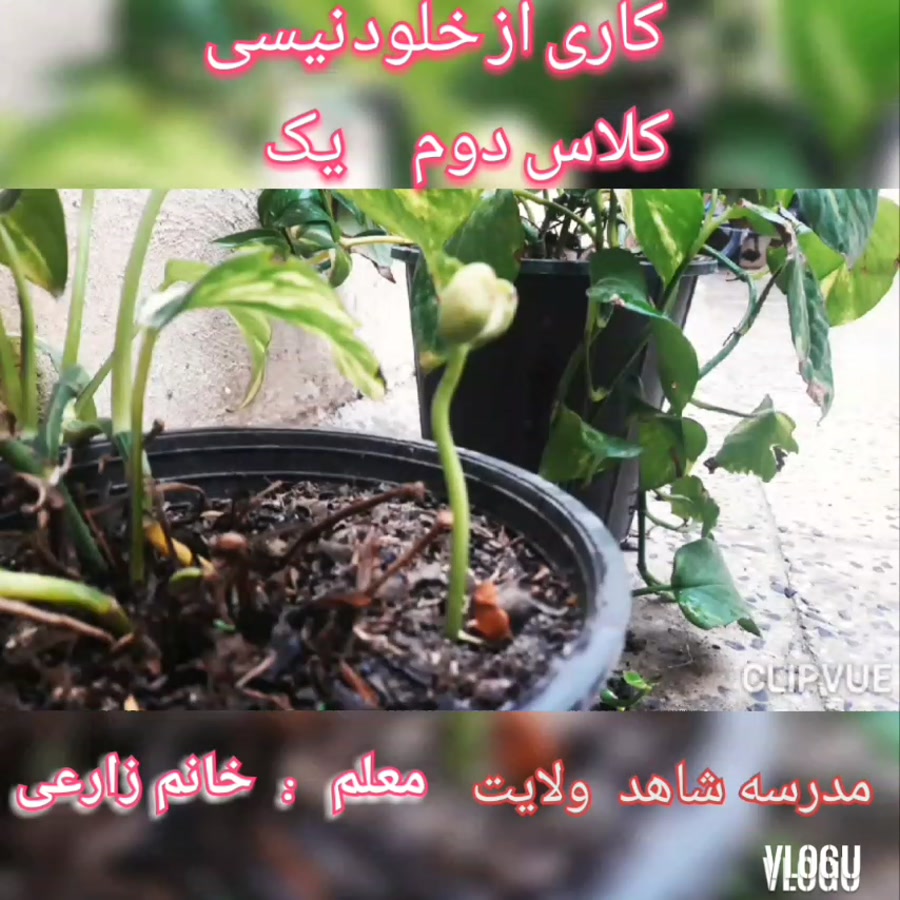 مراحل رشد لوبیا علوم دوم ابتدایی
