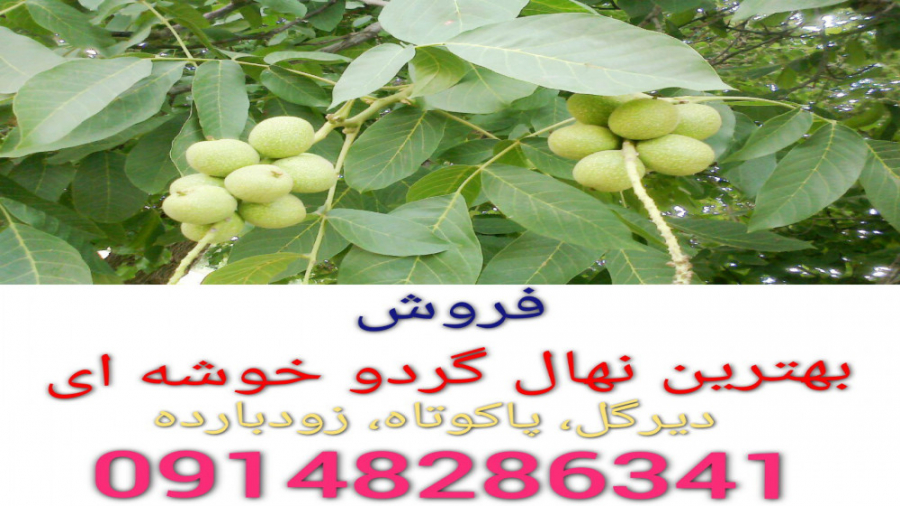 فروش نهال گردو خوشه ای دربهترین نهالستان ایران و جهان ۰۹۱۴۸۲۸۶۳۴۱
