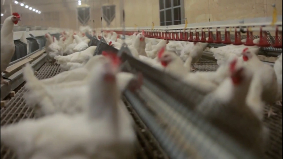 Precision Broiler Breeder Feeding System