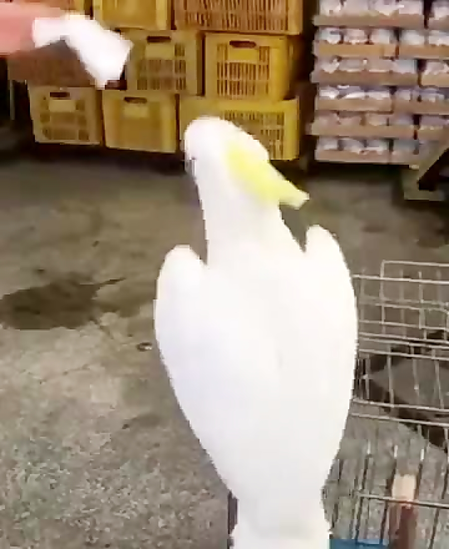 Happy Cockatiel dancing to music
