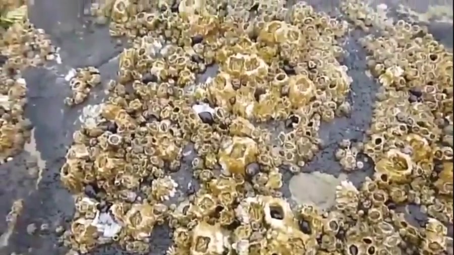 Facts The Acorn Barnacle