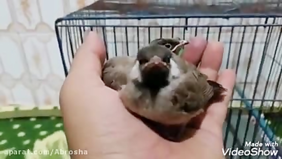 جوجه بلبل و مراحل رشد