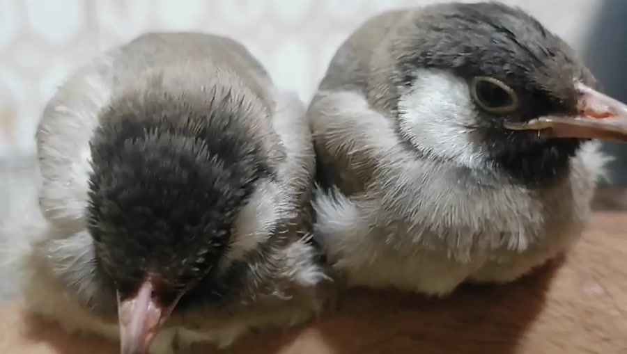 جوجه بلبل در حین خواب