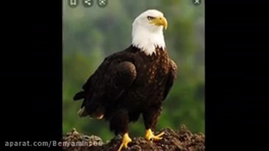 حقایقی عجیب درمورد عقاب ها