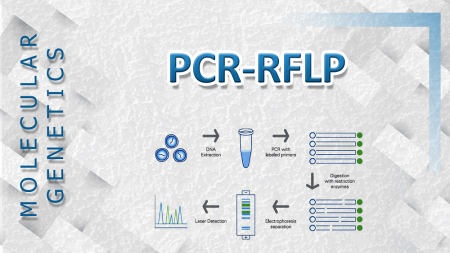 آموزش کامل تکنیک RFLP PCR
