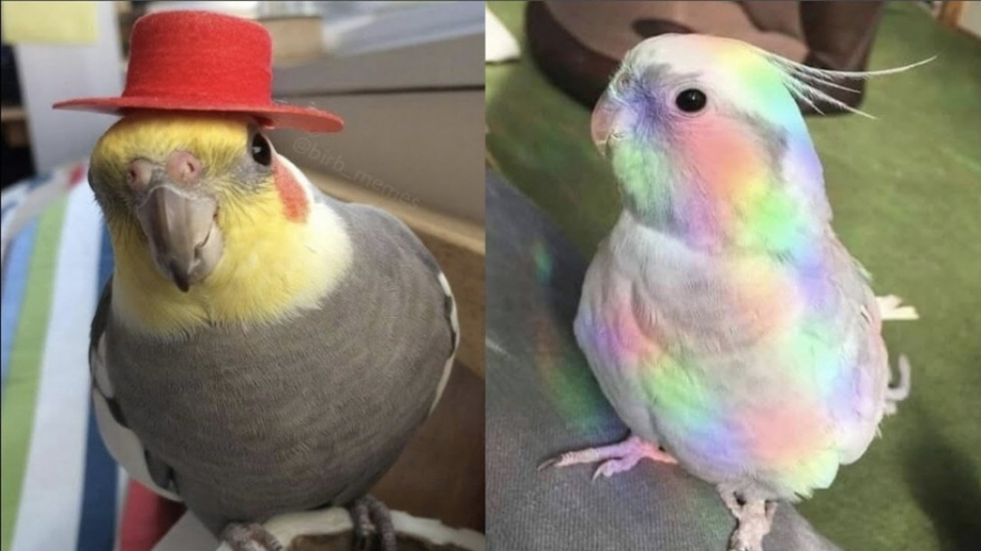 تست خوانندگی