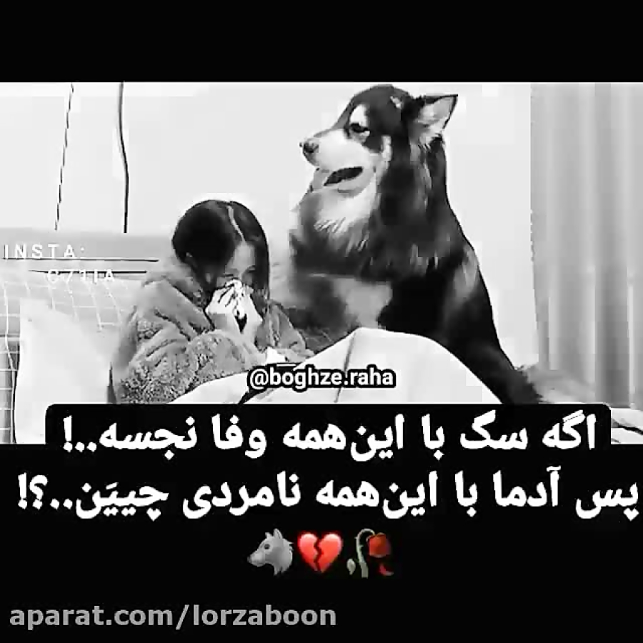 سگ با وفا
