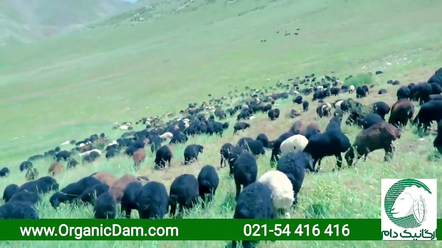 خرید گوسفند زنده ارگانیک دام