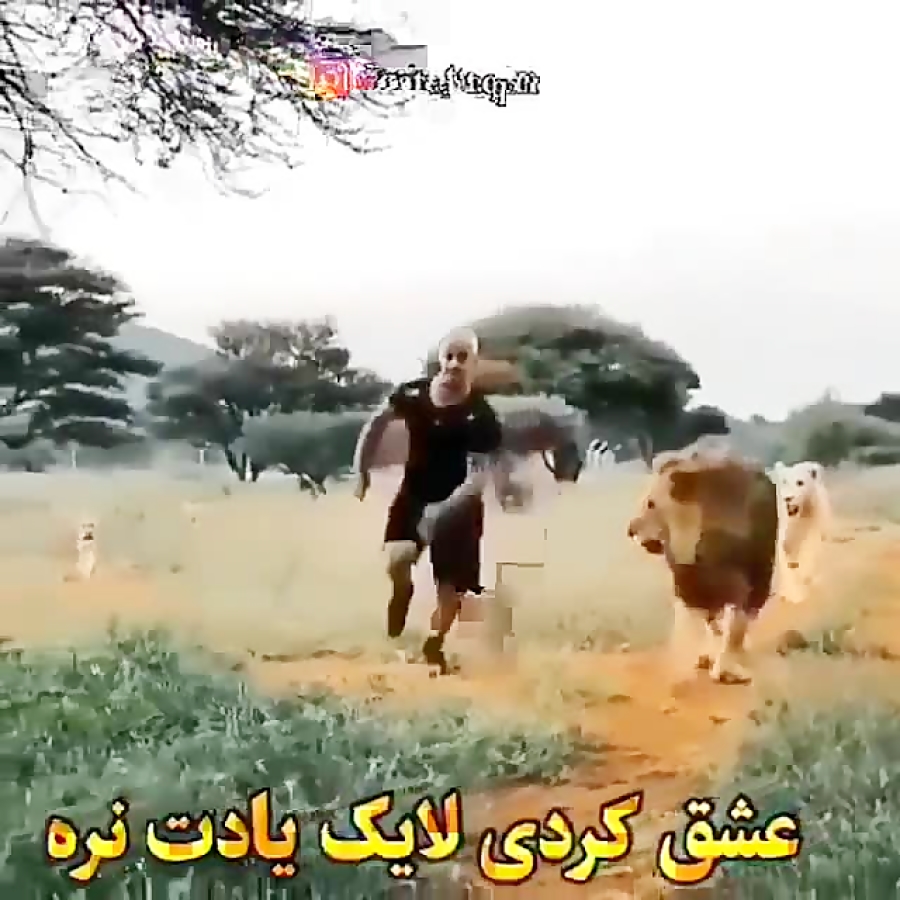 دیوانگی ما به کسی ربطی ندارع