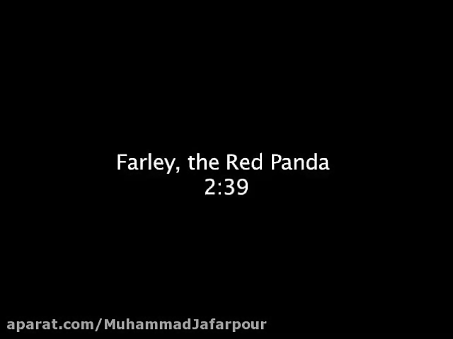 Farley, the Red Panda