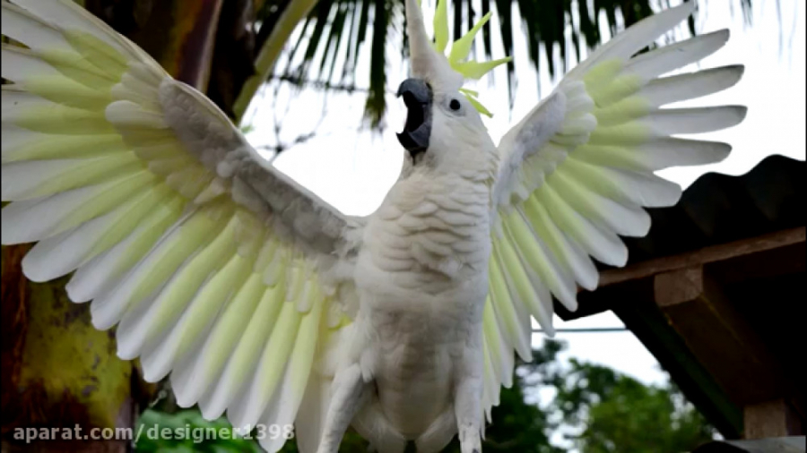 شکل بال پرندگان / پرندگان چگونه پرواز میکنند؟