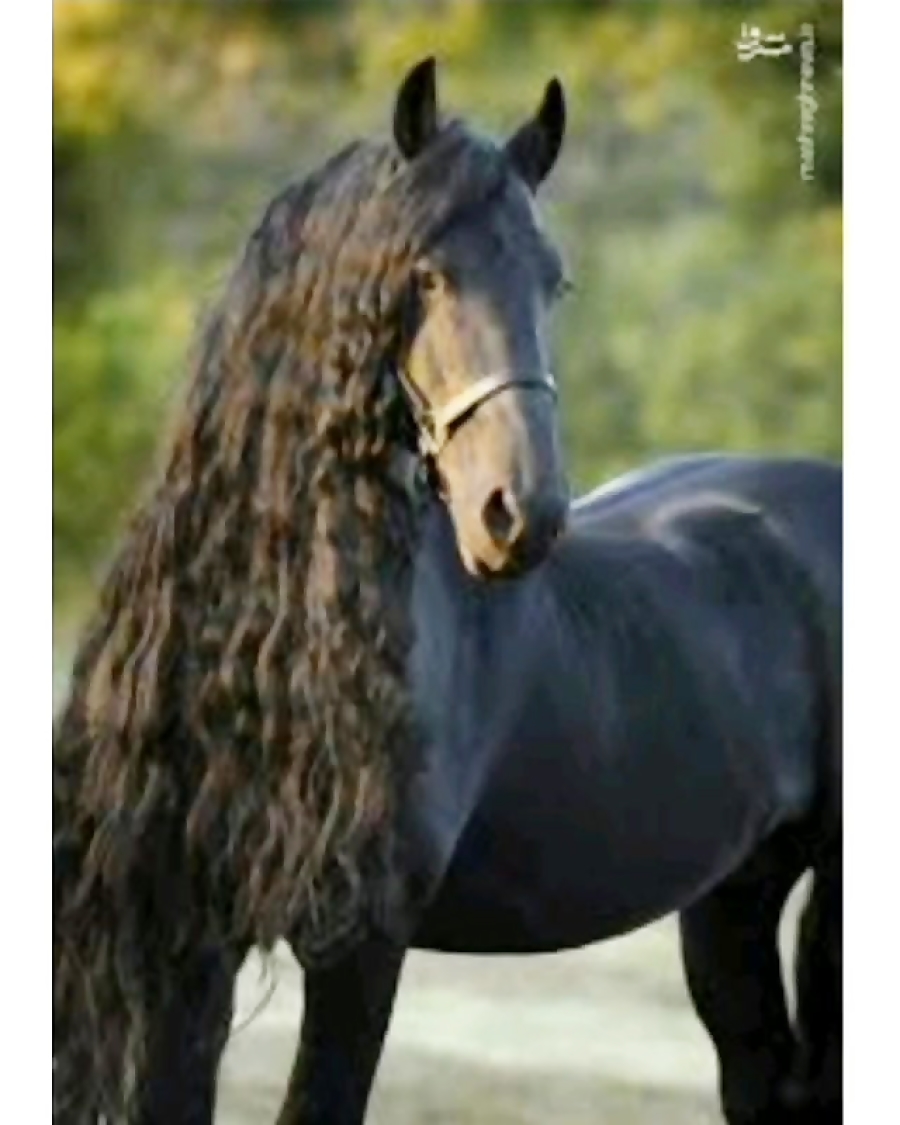 اسب های زیبا