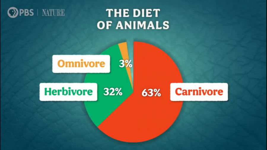 How What Animals Eat_ Crash Course Zoology