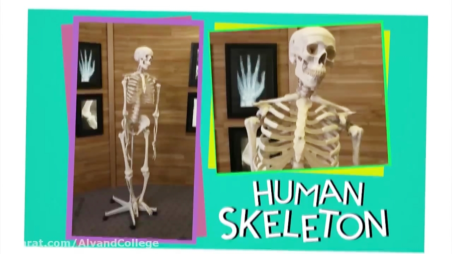 Your Super Skeleton