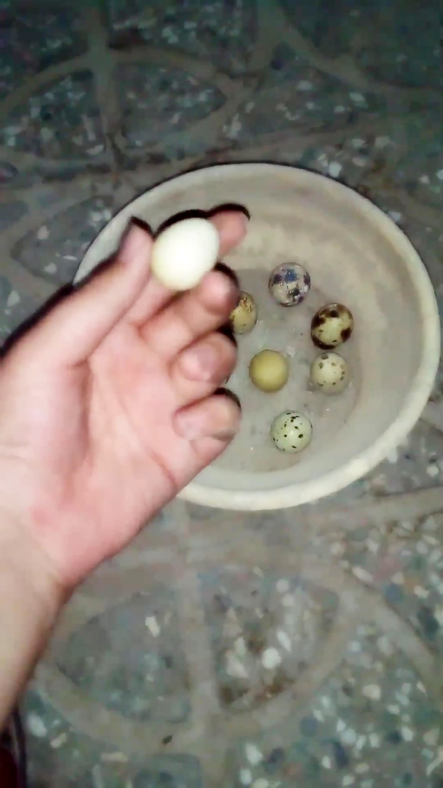 تخم عجیب بلدرچین