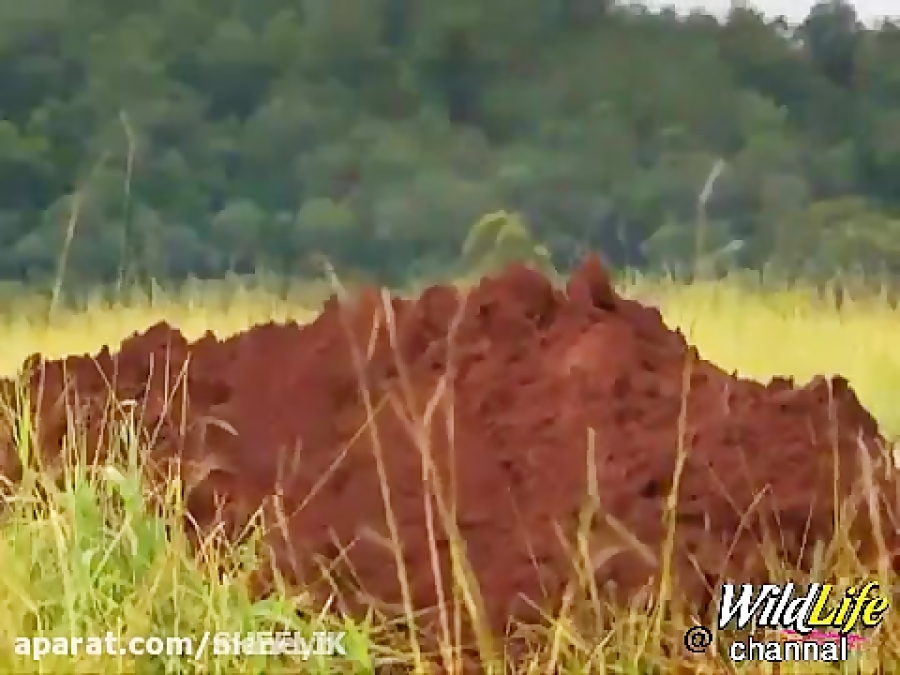 لانه ی مورچه . ببینید چی ساختن یا خدا