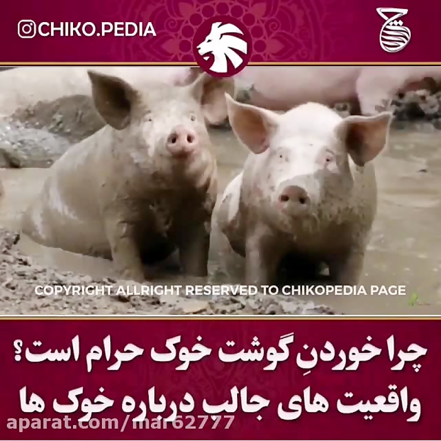فیلمی که اثبات می کند گوشت خوک گوشت نیست
