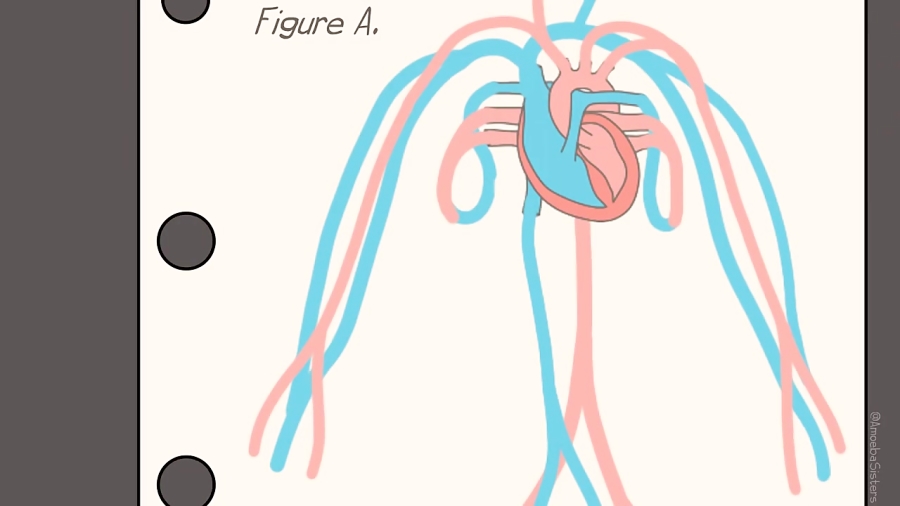 Circulatory System and Pathway of Blood Through the Heart