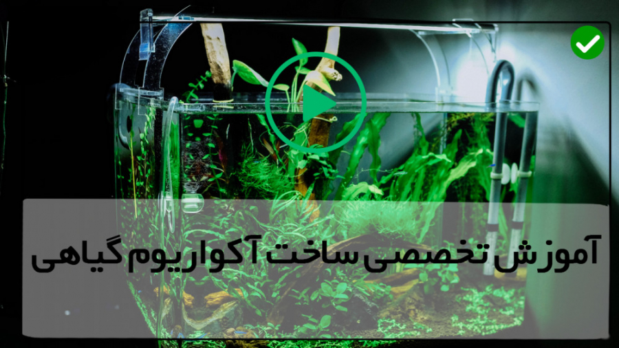 نحوه ساخت آکواریوم گیاهی-اکواریوم پلنت-ماهی زینتی-(تغزیه مناسب ماهی زینتی)